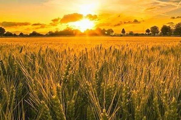 La parabola del seminatore e del seme che cade nei vari tipi di terreno ...